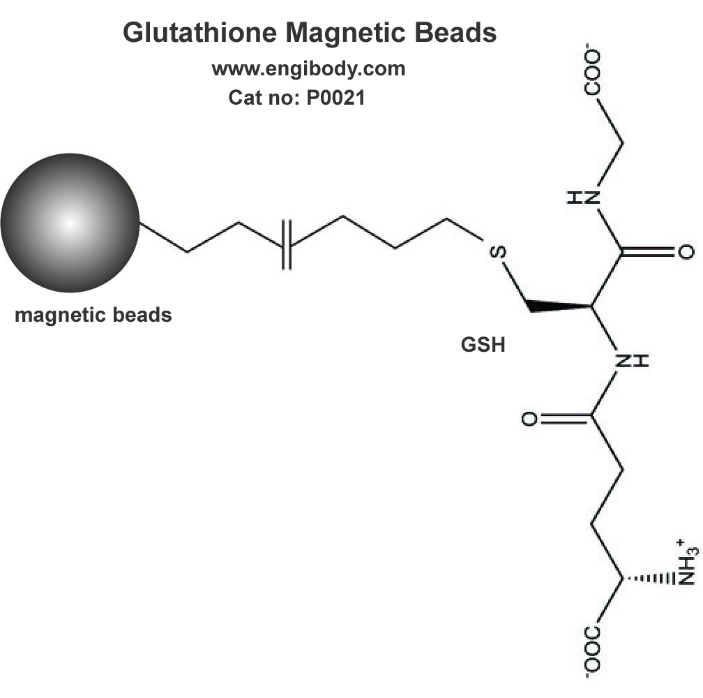 Glutathione Magnetic Beads For GST Tagged Protein Purification